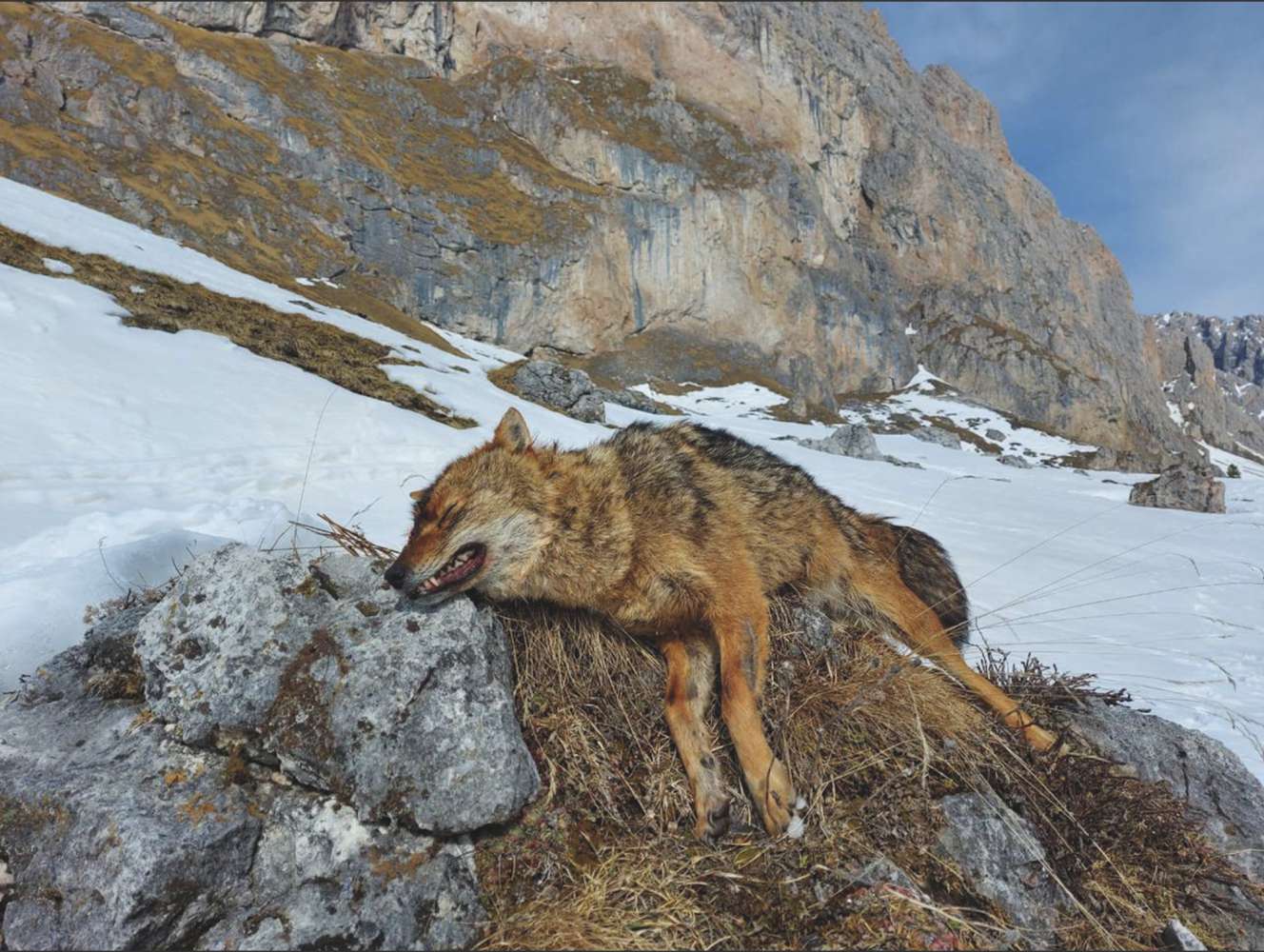 L lëuf y l sciacal d’or ti bòsc de Gherdëina - La Usc di Ladins - Plata ...