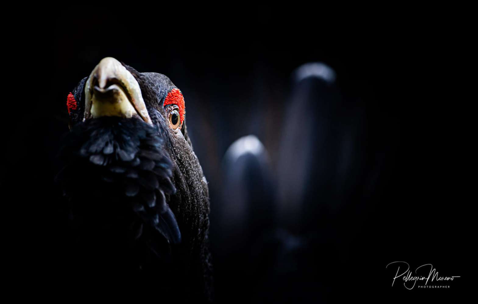 Prum pest per l gial zedron de Moreno Pellegrin - La Usc di Ladins ...